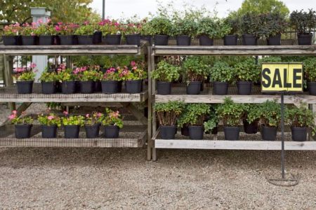 How to Get Houseplants for Free (Or Really Cheap) - The Leafy Little Home