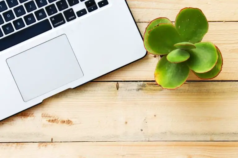 How to Get Houseplants for Free (Or Really Cheap) - The Leafy Little Home