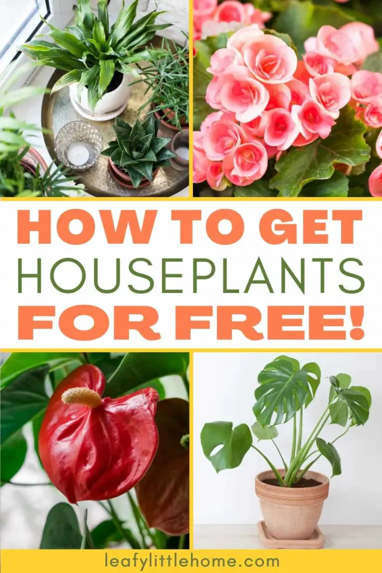 How to Get Houseplants for Free (Or Really Cheap) - The Leafy Little Home