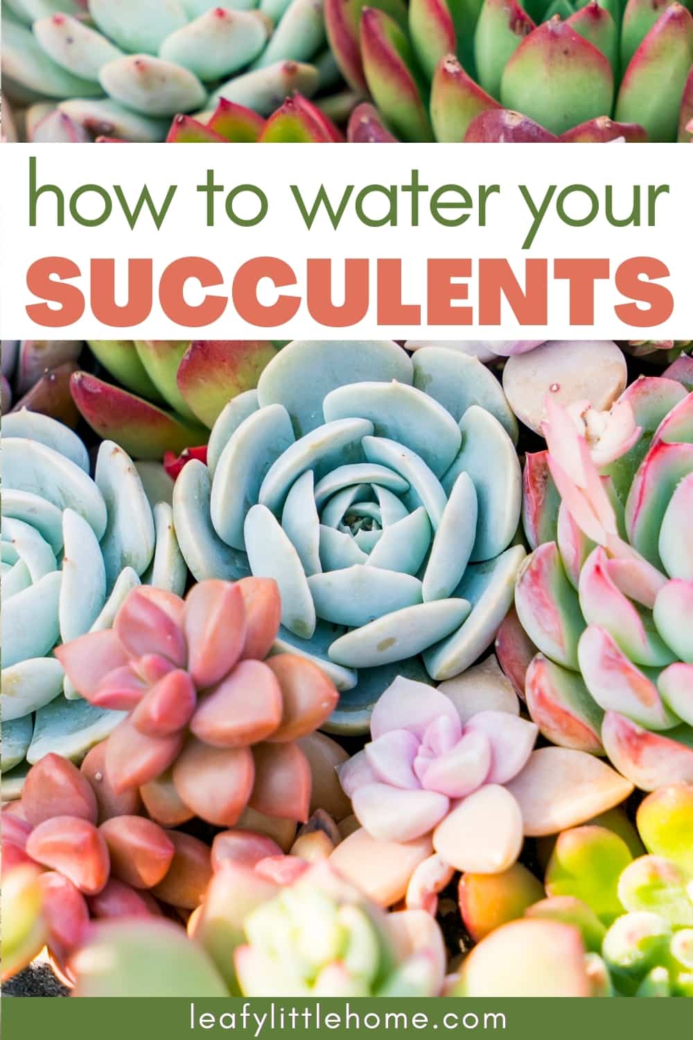How to Water Succulents in Containers - The Leafy Little Home