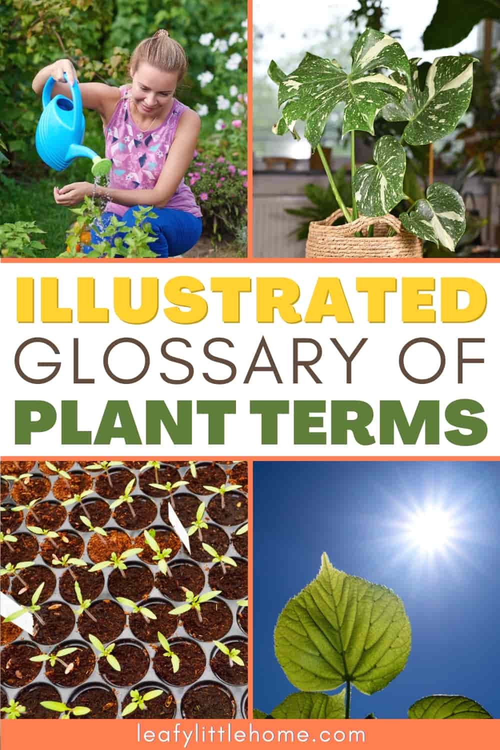 An Illustrated Glossary of Plant Terms | The Leafy Little Home