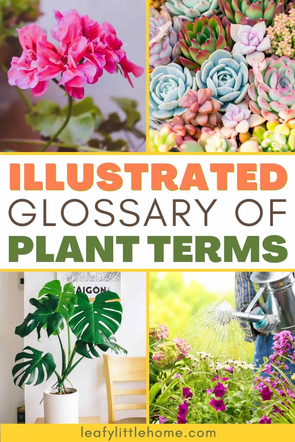 An Illustrated Glossary of Plant Terms | The Leafy Little Home