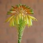 An Illustrated Glossary of Plant Terms | The Leafy Little Home