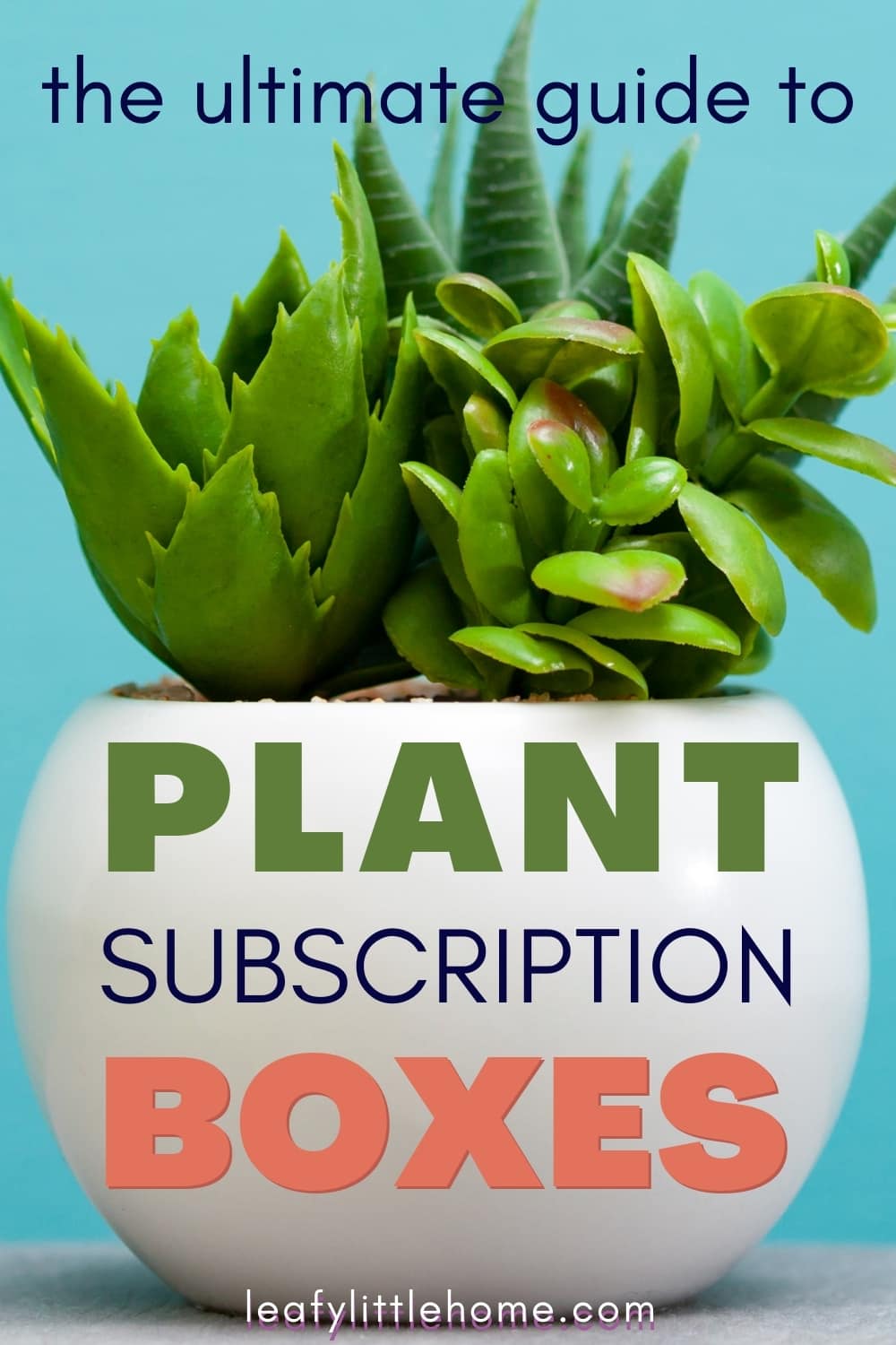 Best Plant Subscription Boxes for 2022 - The Leafy Little Home