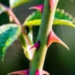 An Illustrated Glossary of Plant Terms | The Leafy Little Home