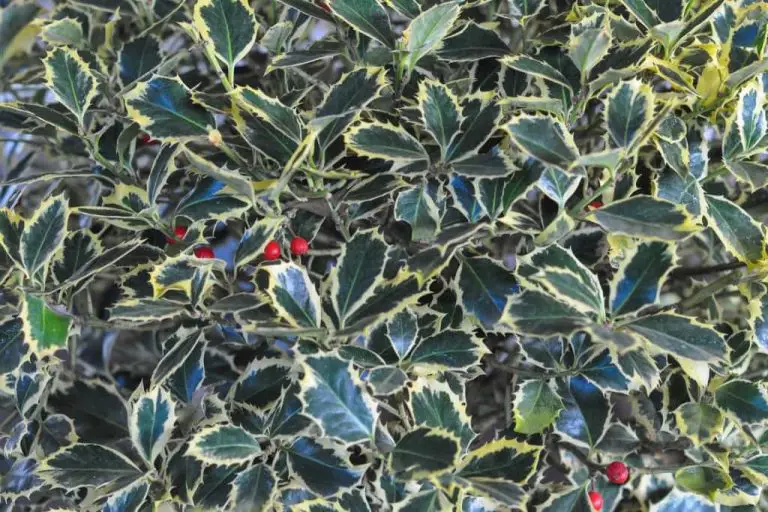 15 Festive Christmas Plants for Holiday Decorating - The Leafy Little Home