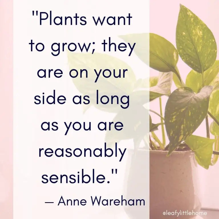 10 Inspirational Houseplant Quotes (With Photos) - The Leafy Little Home