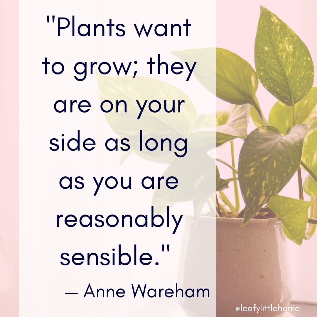 10 Inspirational Houseplant Quotes (With Photos) - The Leafy Little Home