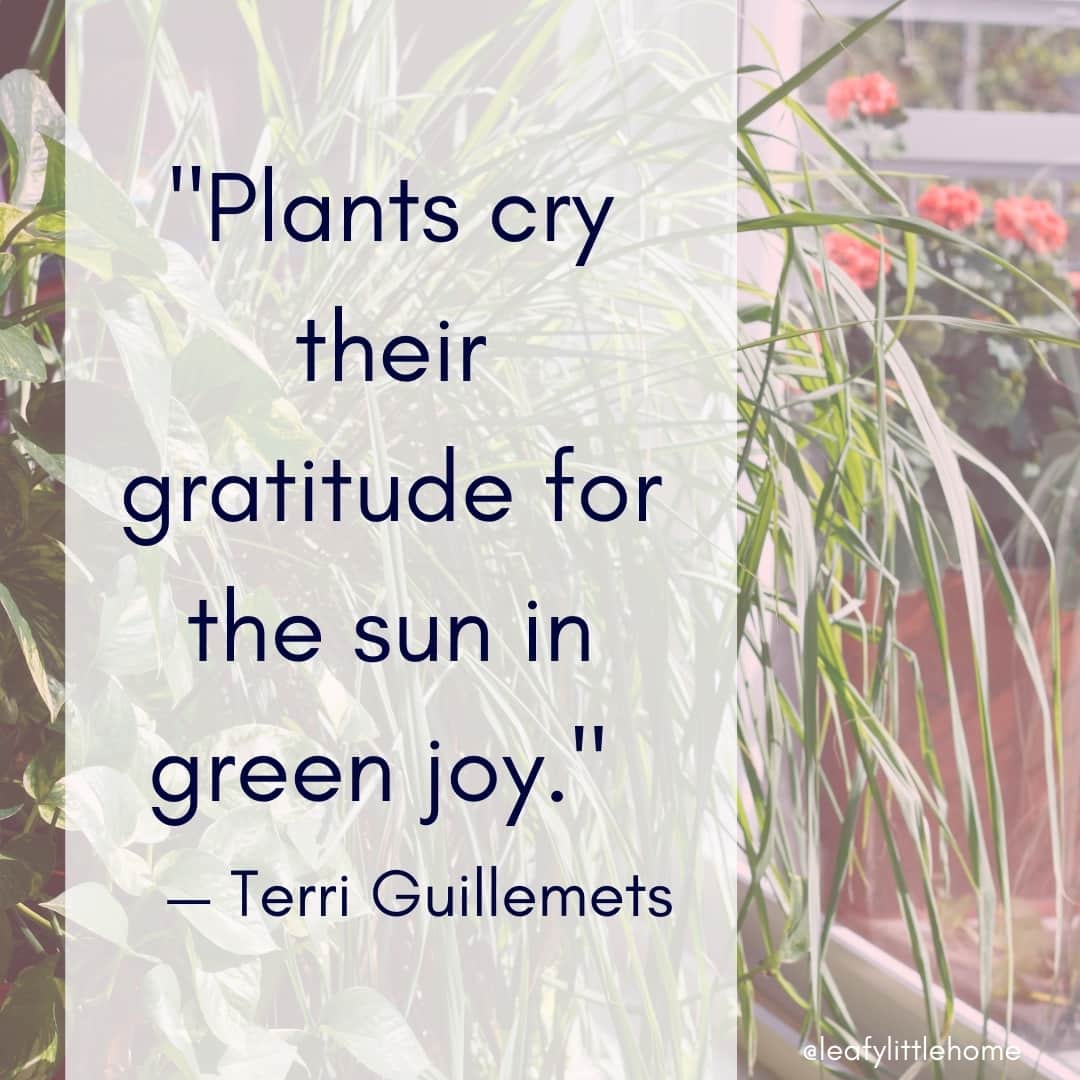 10 Inspirational Houseplant Quotes (With Photos) - The Leafy Little Home