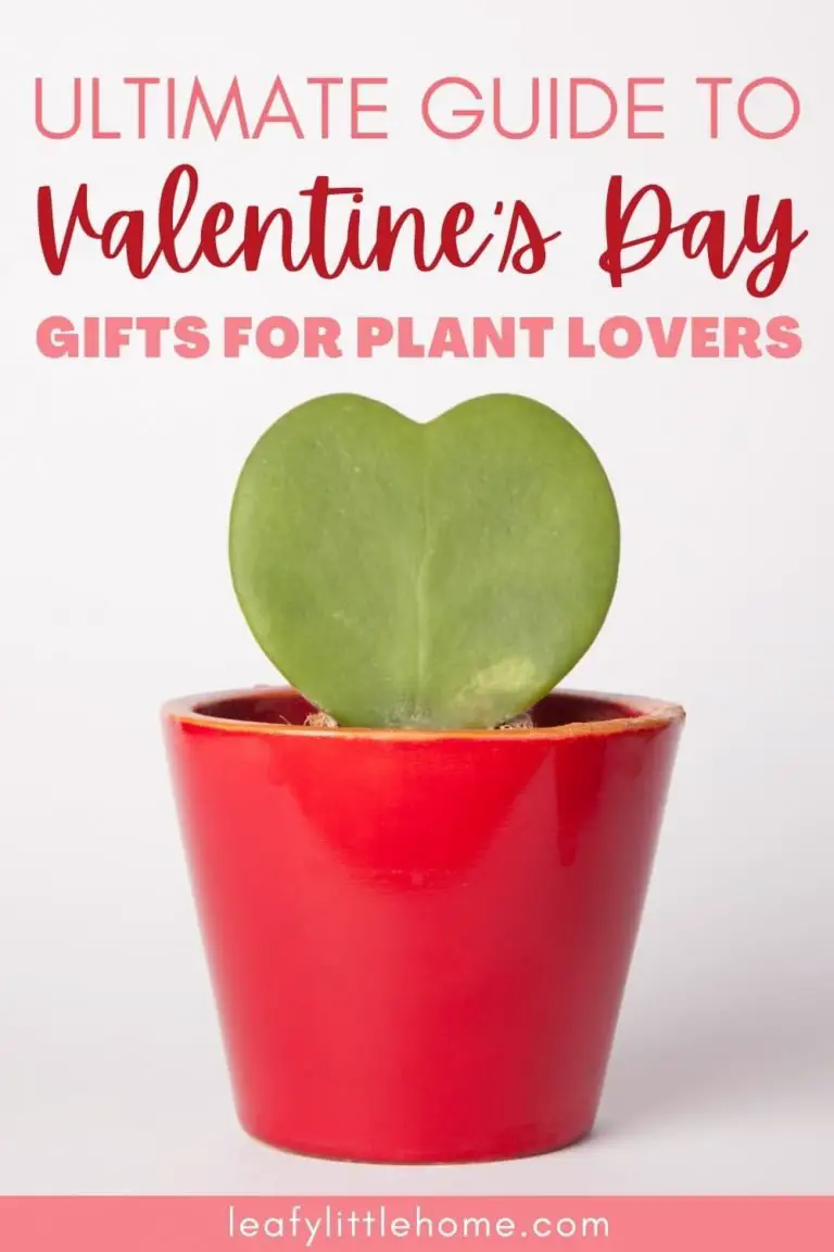 Best Valentine's Day Gifts for Plant Lovers - The Leafy Little Home