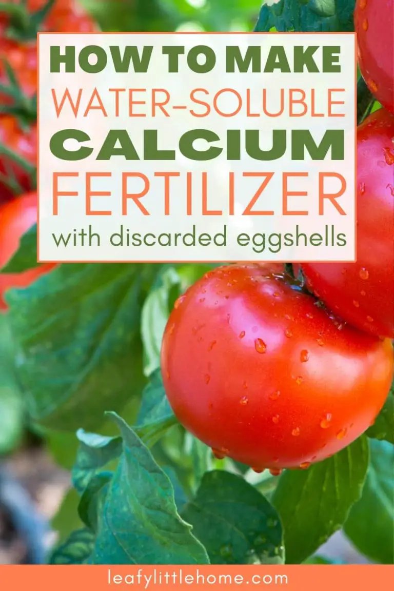 How to Make Water Soluble Calcium Eggshell Fertilizer - The Leafy ...
